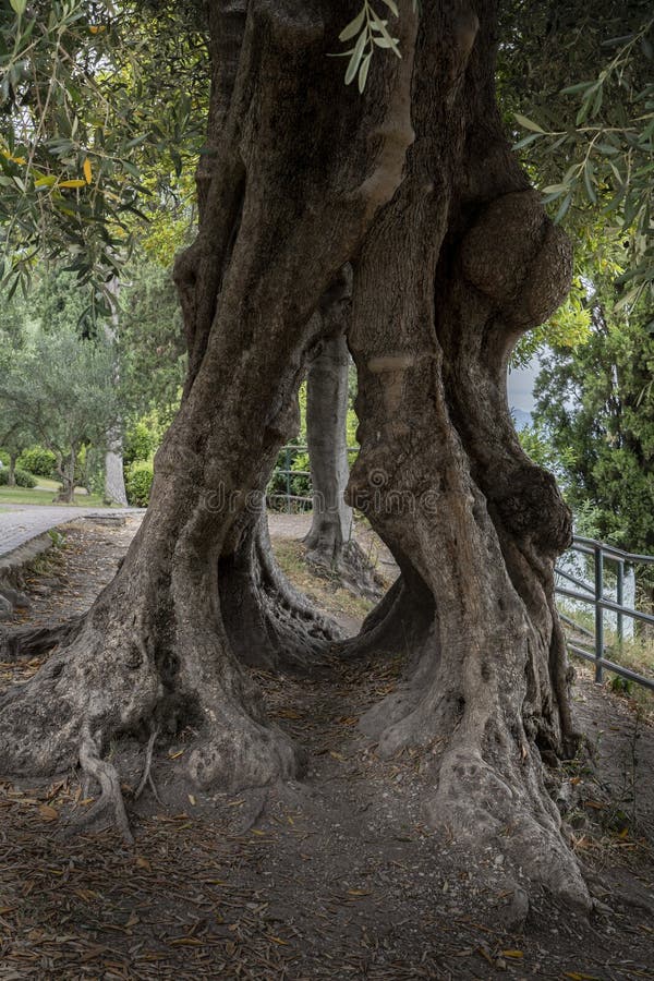 Centuries-old Olive Tree with a Hole Stock Photo - Image of centuries ...