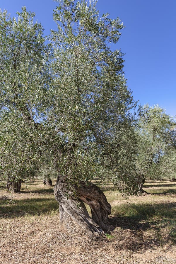 Centuries Old Olive Tree, Puglia, Italy Stock Image - Image of ...