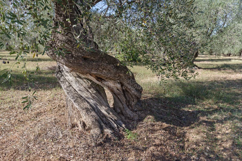 Centuries-old Olive Tree Trunk, Puglia, Italy Stock Image - Image of ...