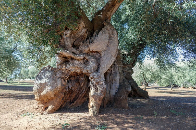 Centuries-old Olive Tree Trunk, Puglia, Italy Stock Image - Image of ...