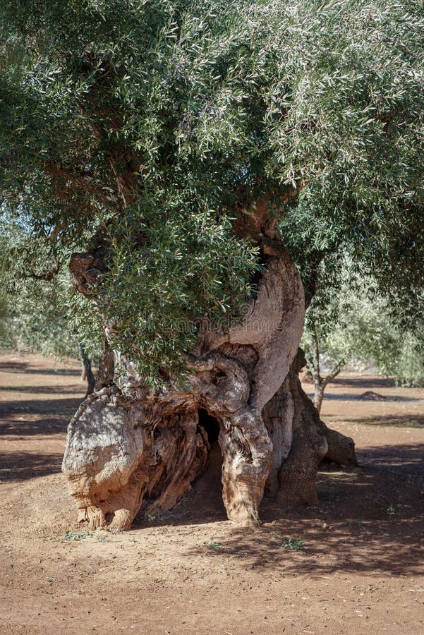 Centuries-old Olive Tree Trunk, Puglia, Italy Stock Photo - Image of ...