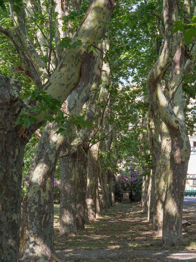 Centuries-old Plane Trees Lined Up Inside a Public Park Stock Photo ...