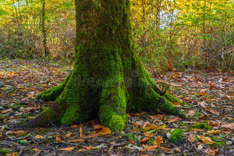 Centuries Big Old Trees in a Colorful Autumn Forest Covered with Moss ...