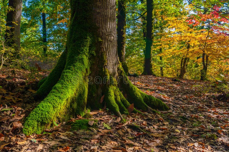 Centuries Old Big Trees in a Colorful Autumn Forest Covered with Moss ...