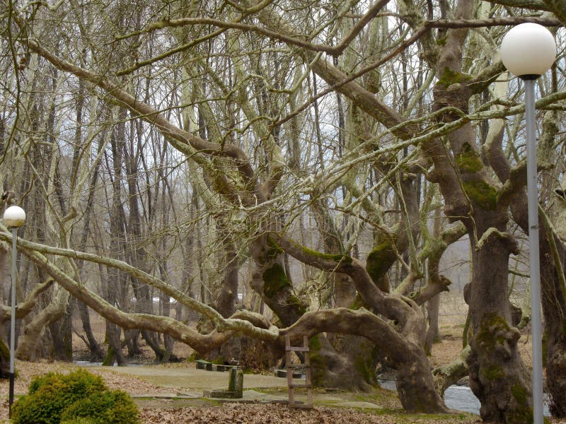Centuries old trees stock image. Image of notre, active - 98644967