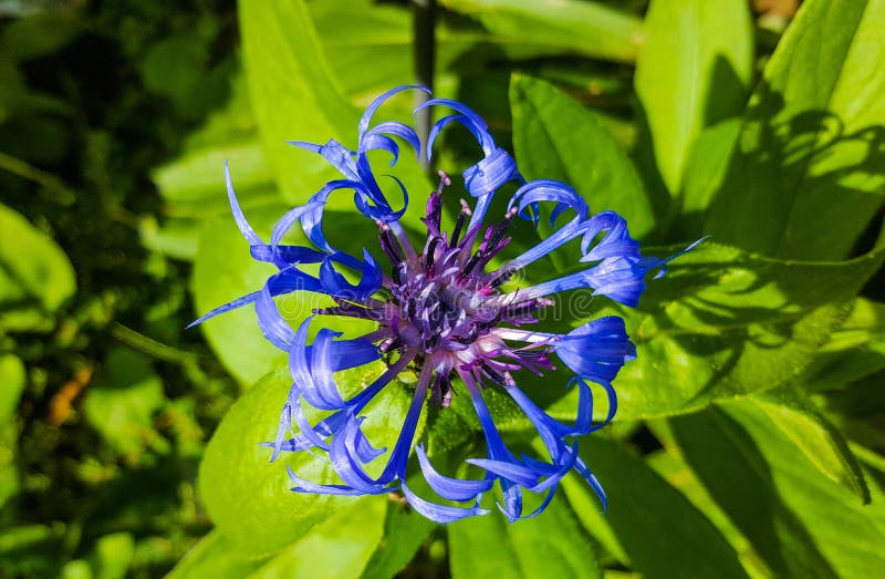 Centurion flower stock image. Image of flower, centurion - 77445347