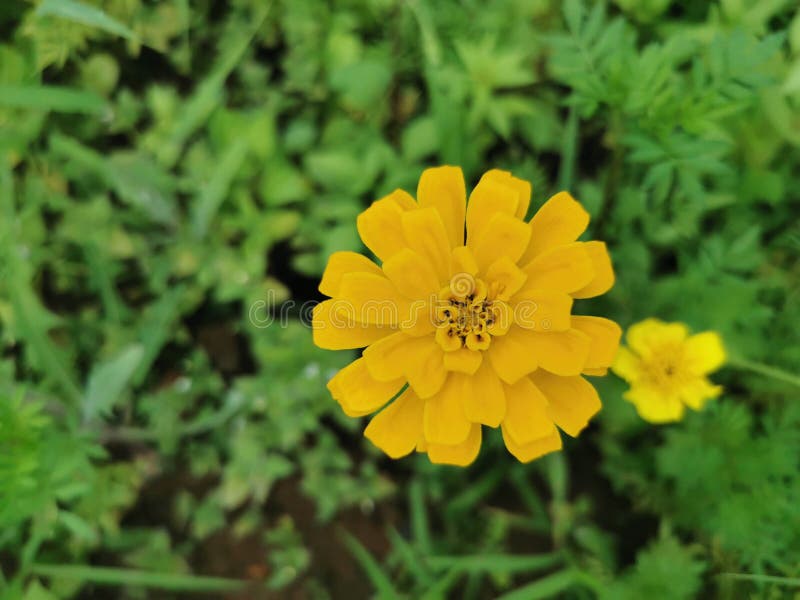 Centurion Flower Stock Photos - Free & Royalty-Free Stock Photos from ...