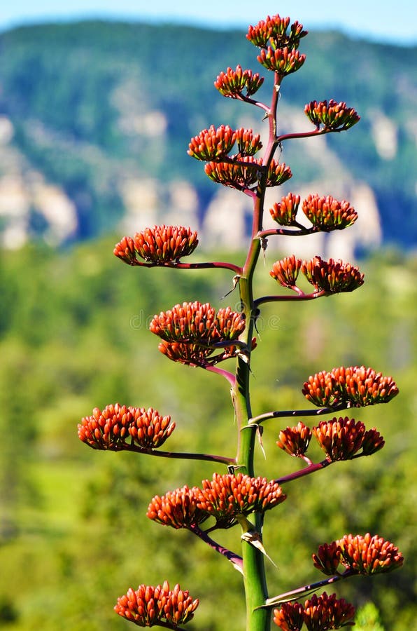 Century Cactus stock image. Image of closeup, grow, botany - 55542019