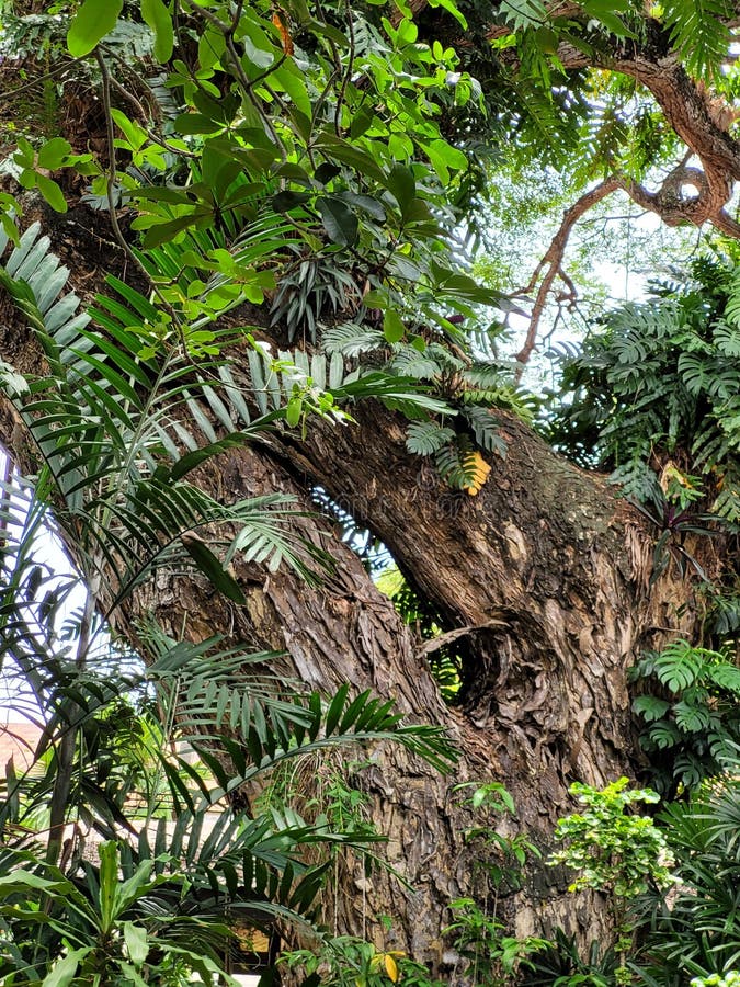 Century-old Acacia Tree in Silliman University Campus, Philippines ...