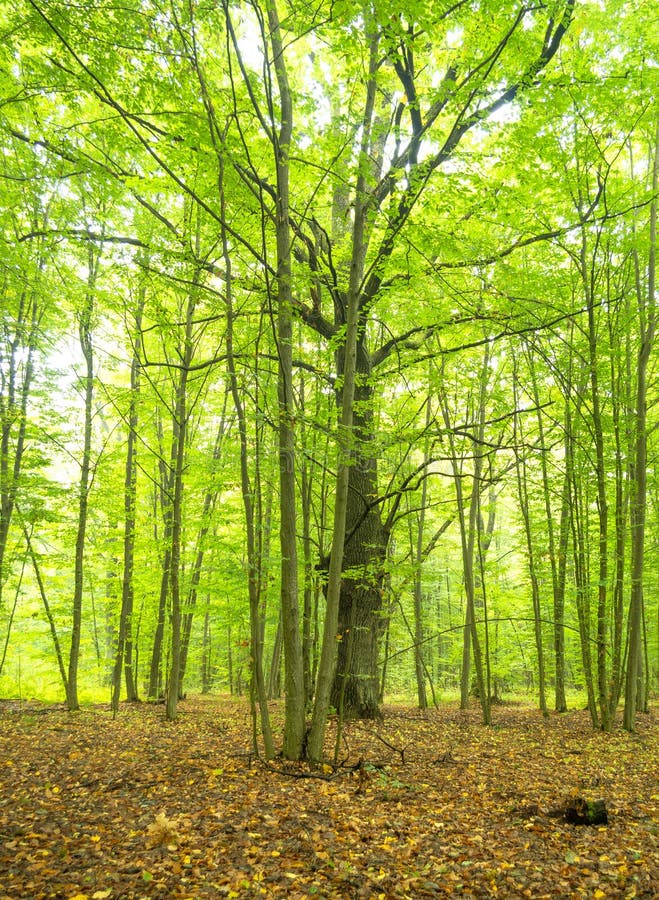 A Century-old Oak Tree in an Autumn Forest Stock Image - Image of leaf ...