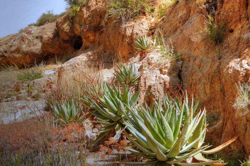 Century Plant stock photo. Image of trunk, flower, tree - 14512290