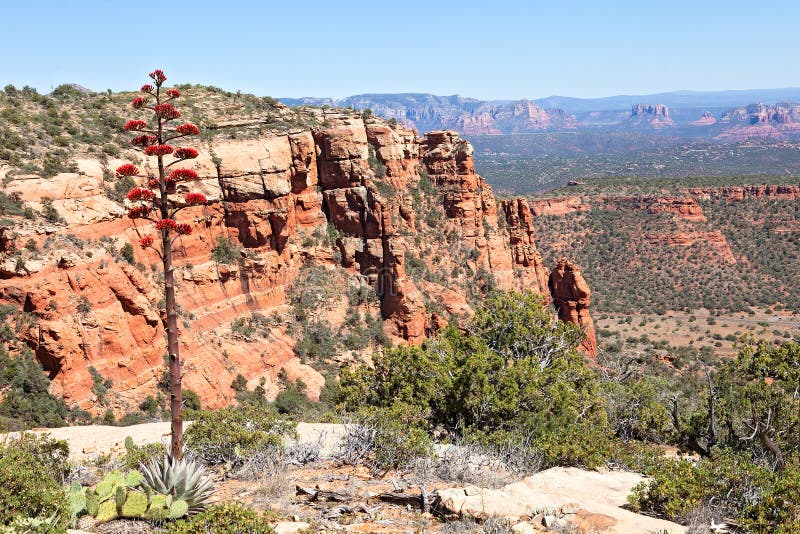 Century Plant stock photo. Image of cacti, national, blossom - 21410898