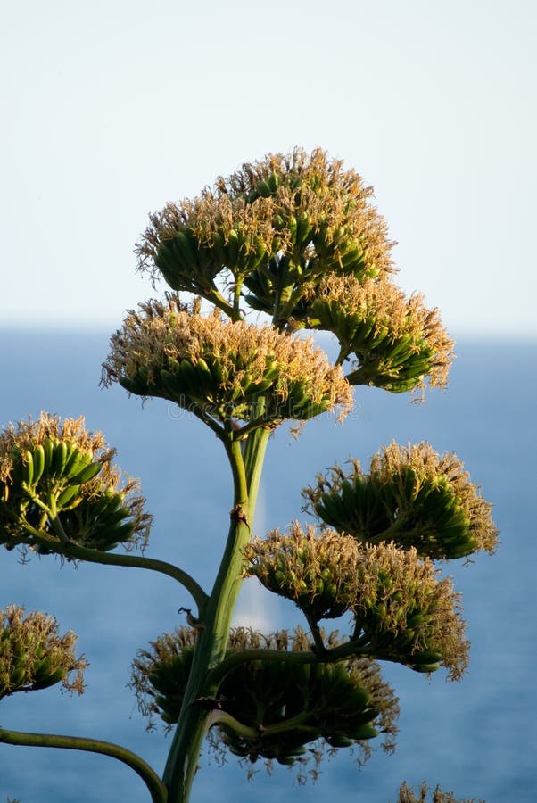 Century Plant stock photo. Image of trunk, flower, tree - 14512290