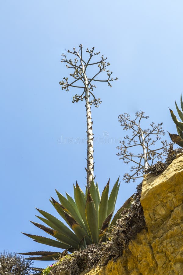 Century plant stock image. Image of rocks, century, ocean - 72039377