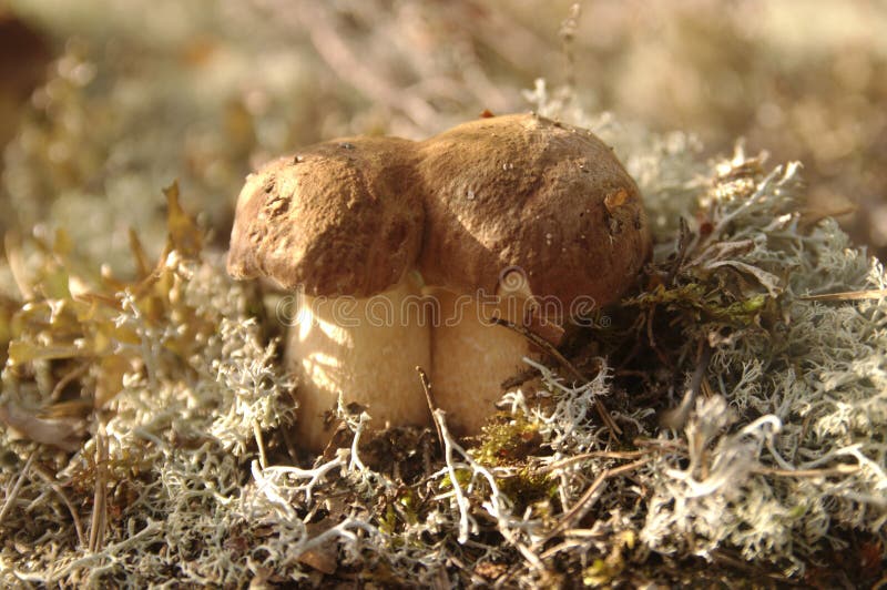 Cep stock photo. Image of forest, club, fungaceous, aromatic - 14706720