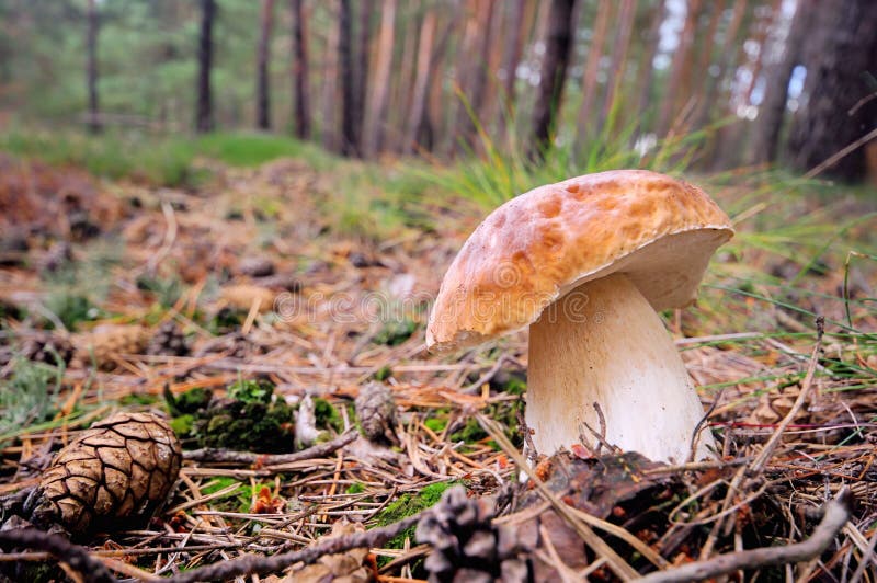 Cep stock photo. Image of season, wild, macro, cepe, grass - 16143454