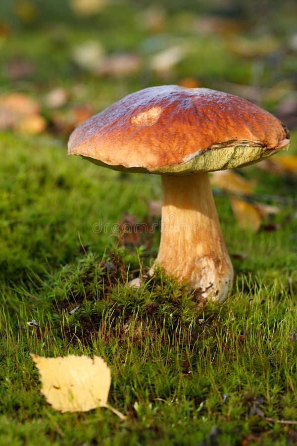 The cep. stock image. Image of focus, delicatessen, grass - 26545725