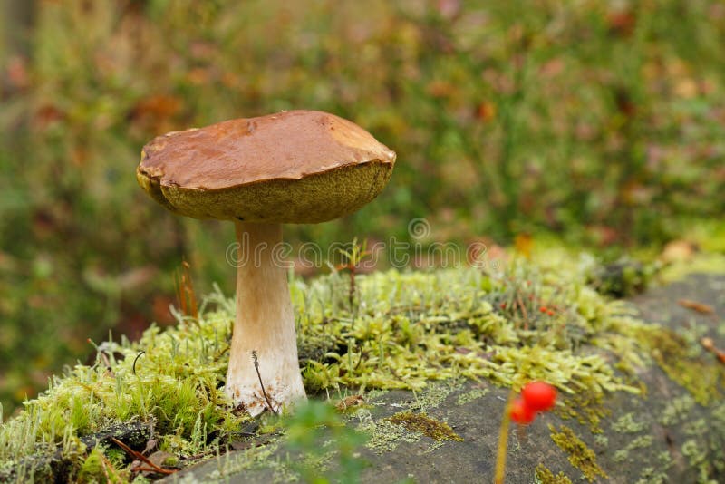 The cep. stock photo. Image of season, color, eating - 26545740