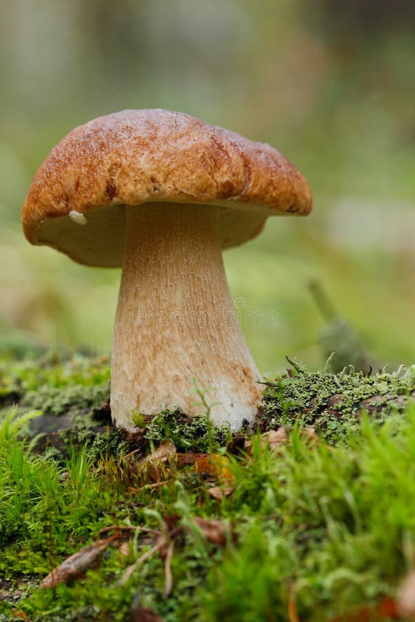The cep. stock photo. Image of mushroom, color, season - 26545778