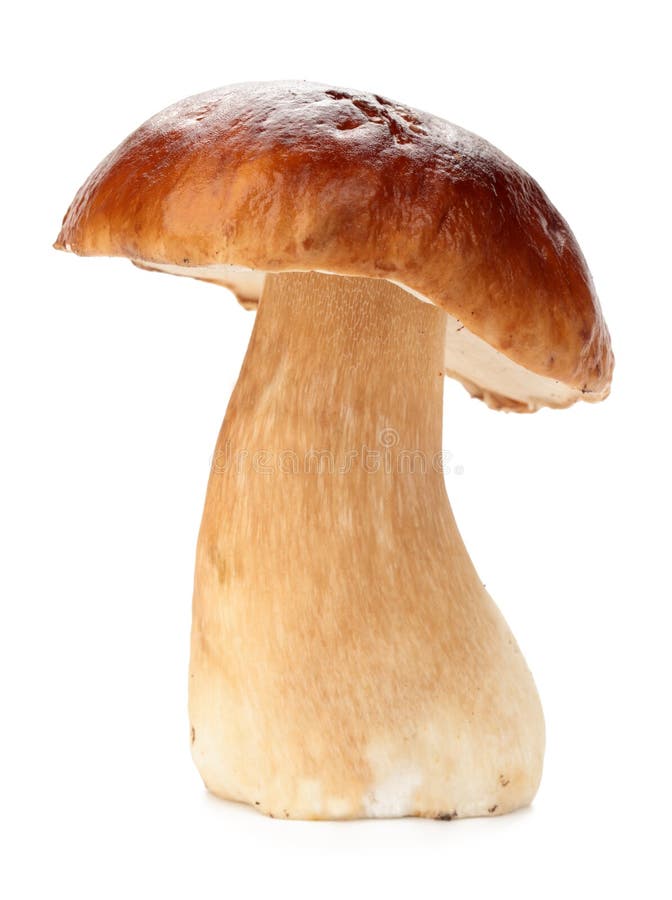 Cep stock photo. Image of wood, fungus, fresh, flora - 28152590