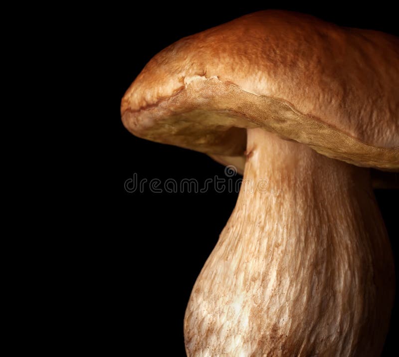 Cep on black stock image. Image of nature, delicious - 189813011