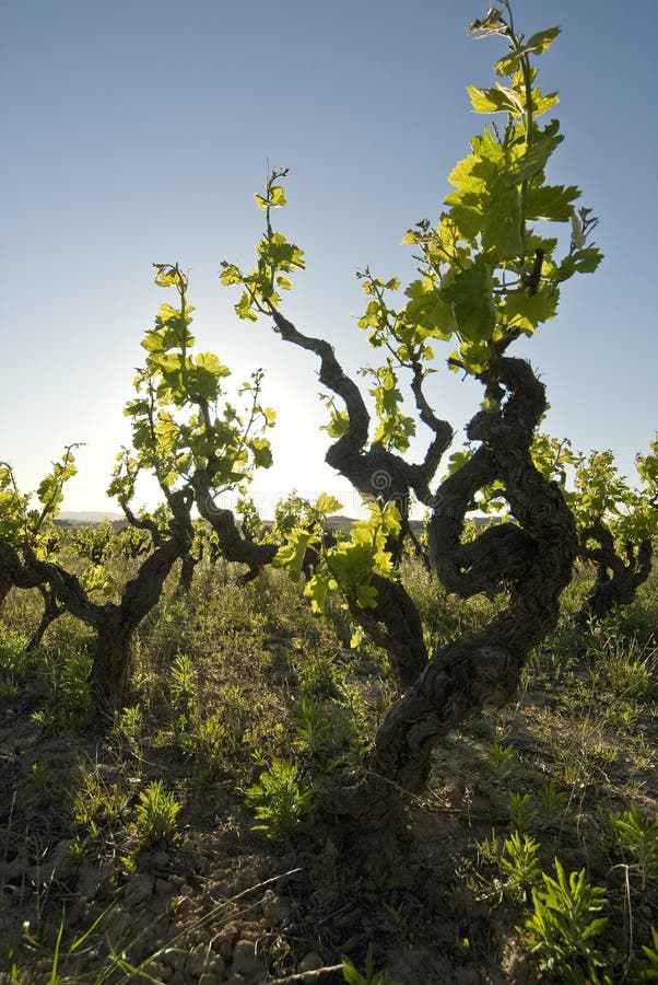 Cep de vigne image stock. Image du vivacité, accroissement - 15566405