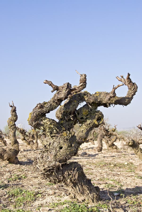 Cep de vigne photo stock. Image du cultivé, nourriture - 15566422