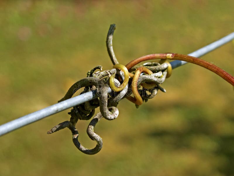 Cep de vigne image stock. Image du nature, élever, partie - 36886709