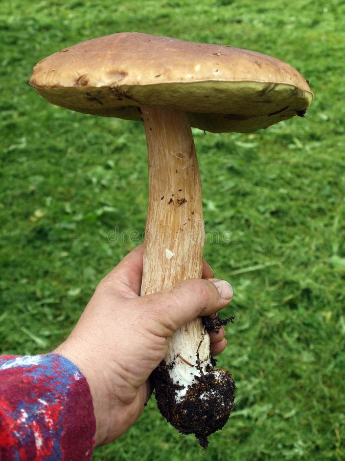 Cep in the hand stock photo. Image of food, hand, closeup - 15828940