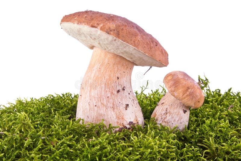 Cep on a hummock stock image. Image of food, hummock - 76458453