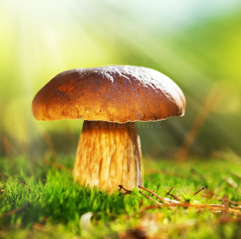 122,020 Mushroom Cap Images Stock Photos - Free & Royalty-Free Stock ...