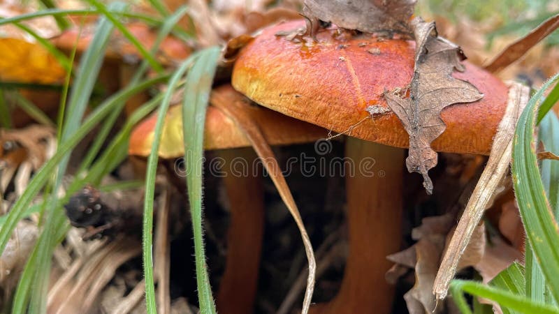 Cep Mushroom Growing in Autumn Forest. Boletus Growing Under the Tree ...