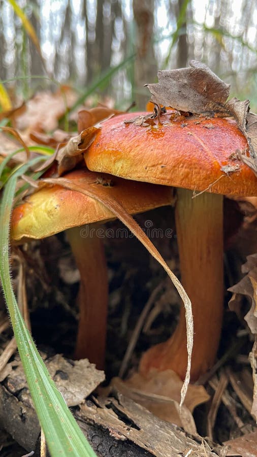 Cep Mushroom Growing in Autumn Forest. Boletus Growing Under the Tree ...