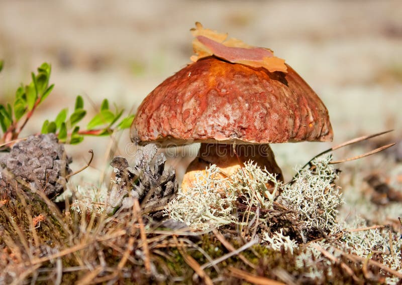 Cep in nature stock image. Image of fungus, dining, edible - 16781615