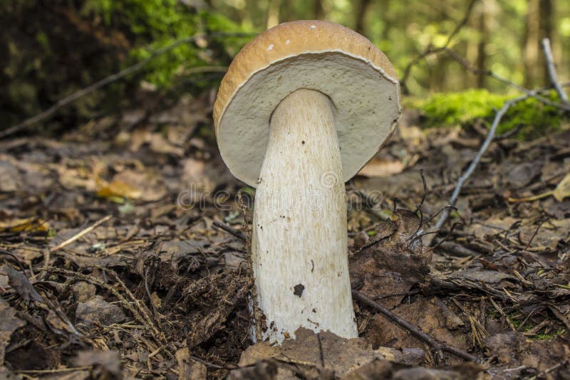 Cep stock image. Image of floor, leaf, high, away, atmospheric - 33115145