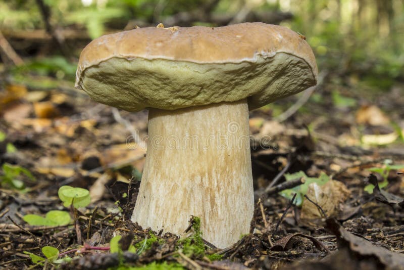 Cep stock image. Image of colors, floor, gentle, final - 33115243