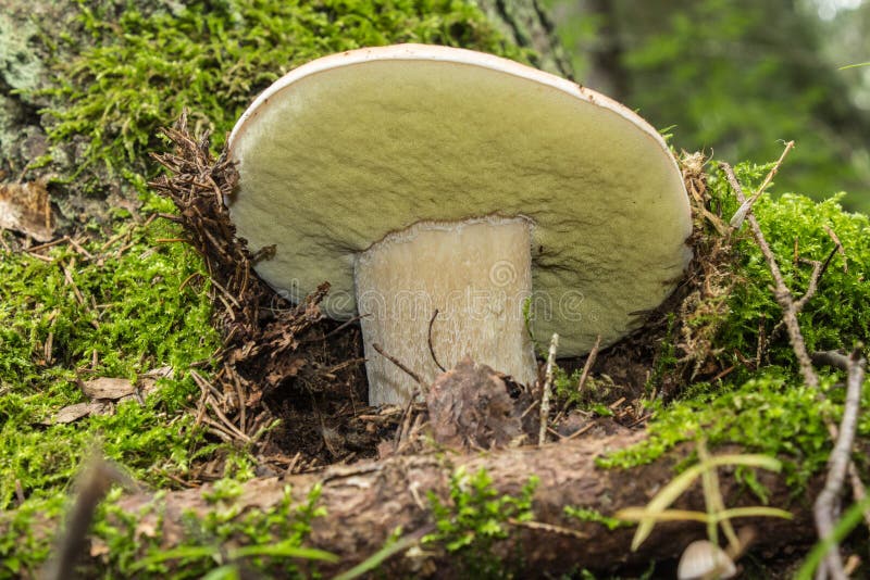 Cep stock image. Image of afternoon, environment, atmospheric - 33115483