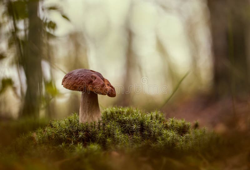 Cepe imagen de archivo. Imagen de maravillosamente, nublado - 103484003