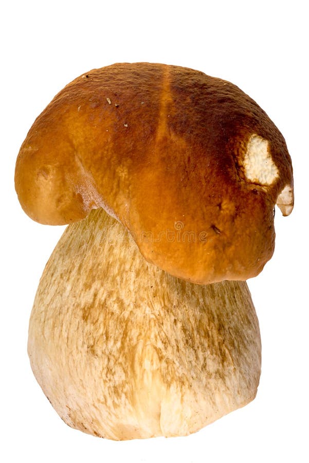 Closeup of a Beautiful Cepe Stock Image - Image of object, porcino ...