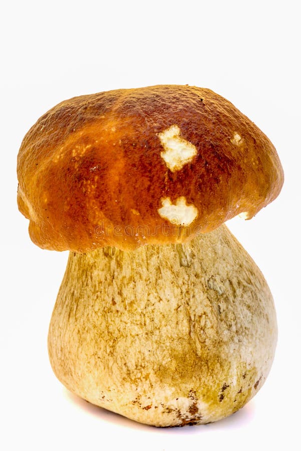 Closeup of a Beautiful Cepe Stock Photo - Image of penny, cuisine: 15839374