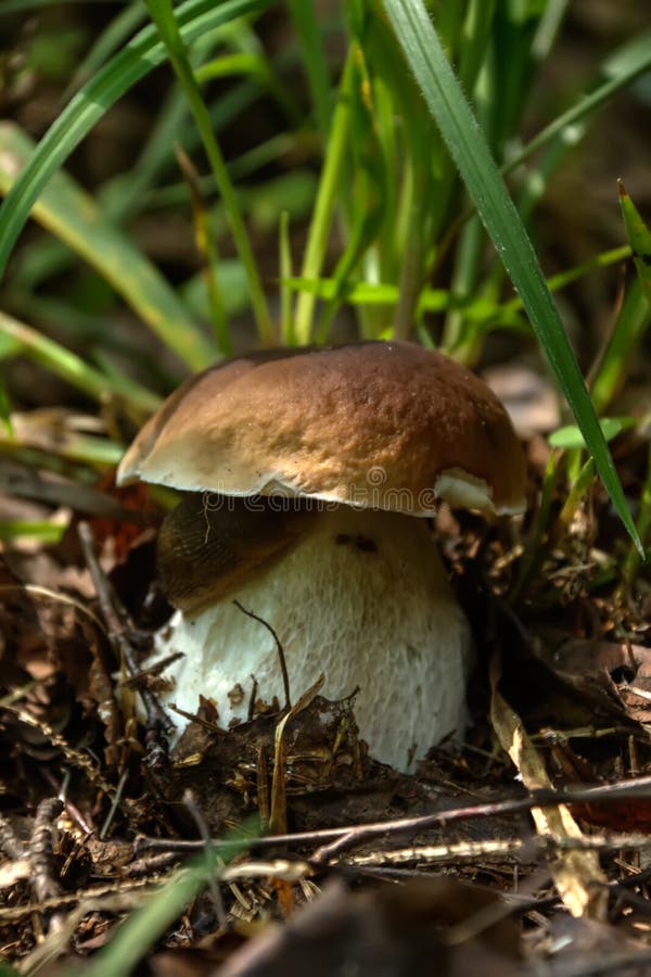 Cepe. Forest mushroom. stock image. Image of bolete, edulis - 81217217