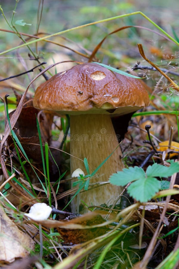 The Cepe Growing in Wood in the Autumn Stock Image - Image of nature ...