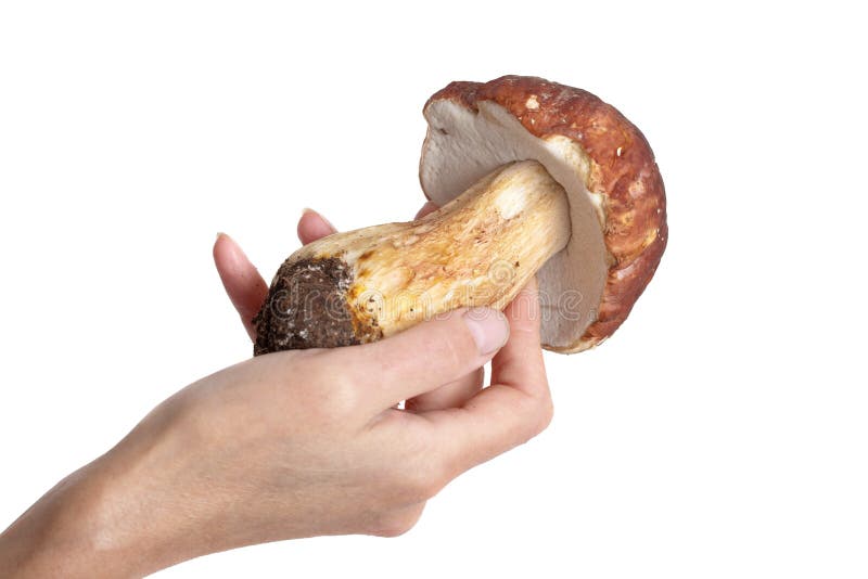 Cepe in a hand stock photo. Image of cepe, organic, edible - 26567140