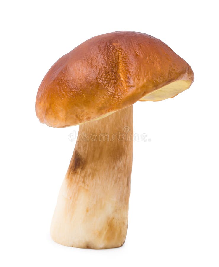 The cepe stock image. Image of cepe, food, brown, crude - 77711117