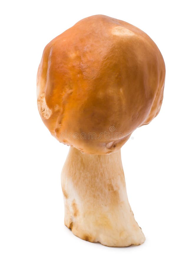 The cepe stock image. Image of cepes, mushrooms, gourmet - 77711259