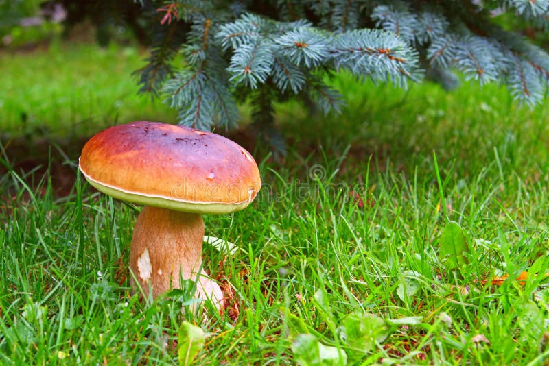 Cepe mushroom stock photo. Image of hunting, hobbies - 25573904