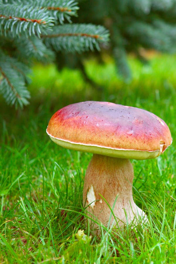 Young cepe stock image. Image of eatable, kicking, rural - 1146759