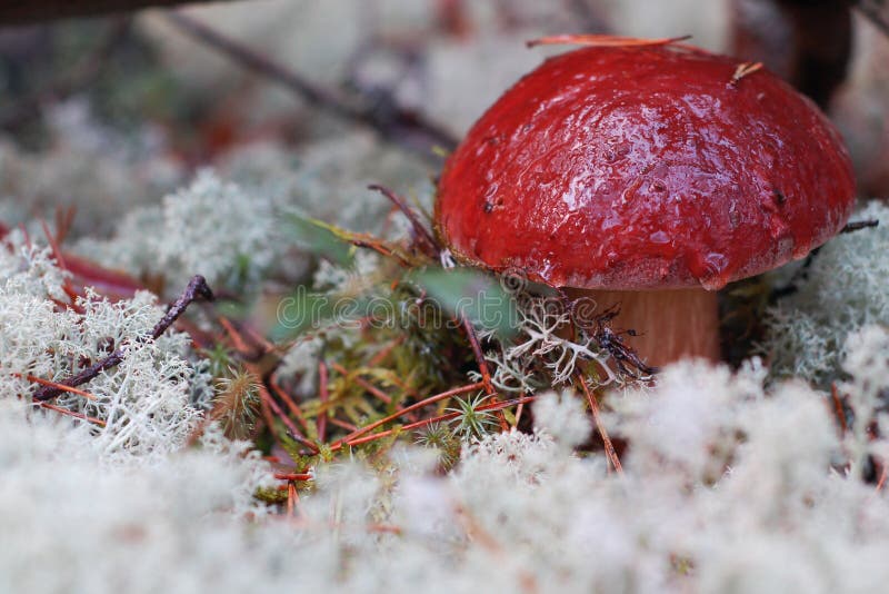Cepe mushroom stock image. Image of ideas, meal, forestry - 6207221