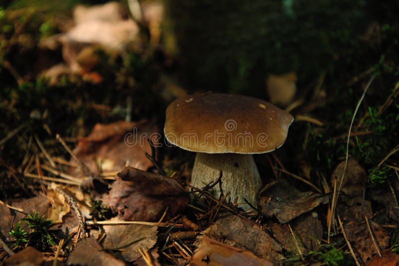 Cepe mushroom stock photo. Image of stalk, mushrooming - 1146774