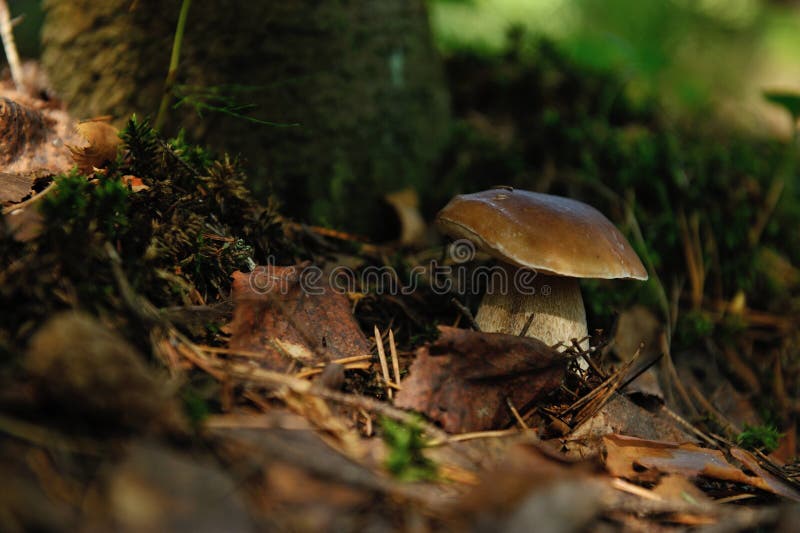 Cepe mushroom stock image. Image of green, nature, fresh - 43477911